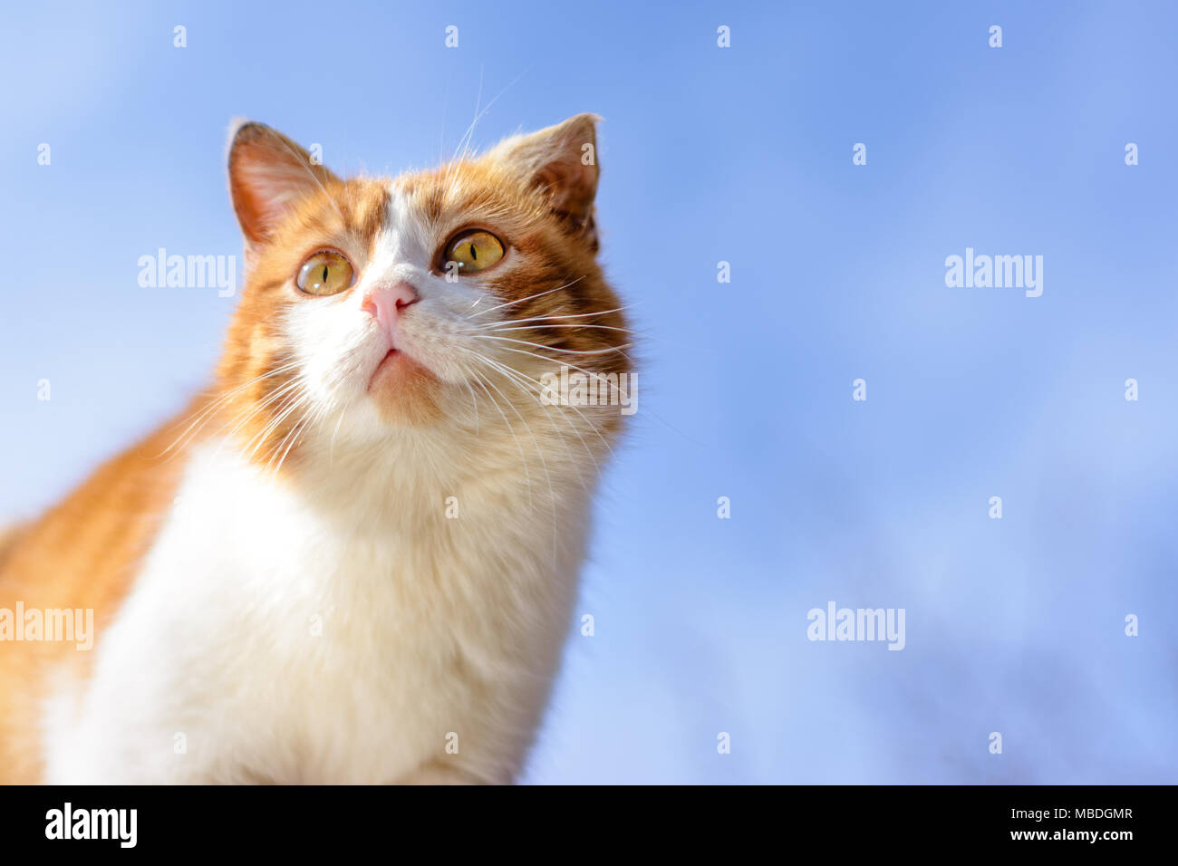 A magnificent red cat with yellow eyes close up on a blue sky ...