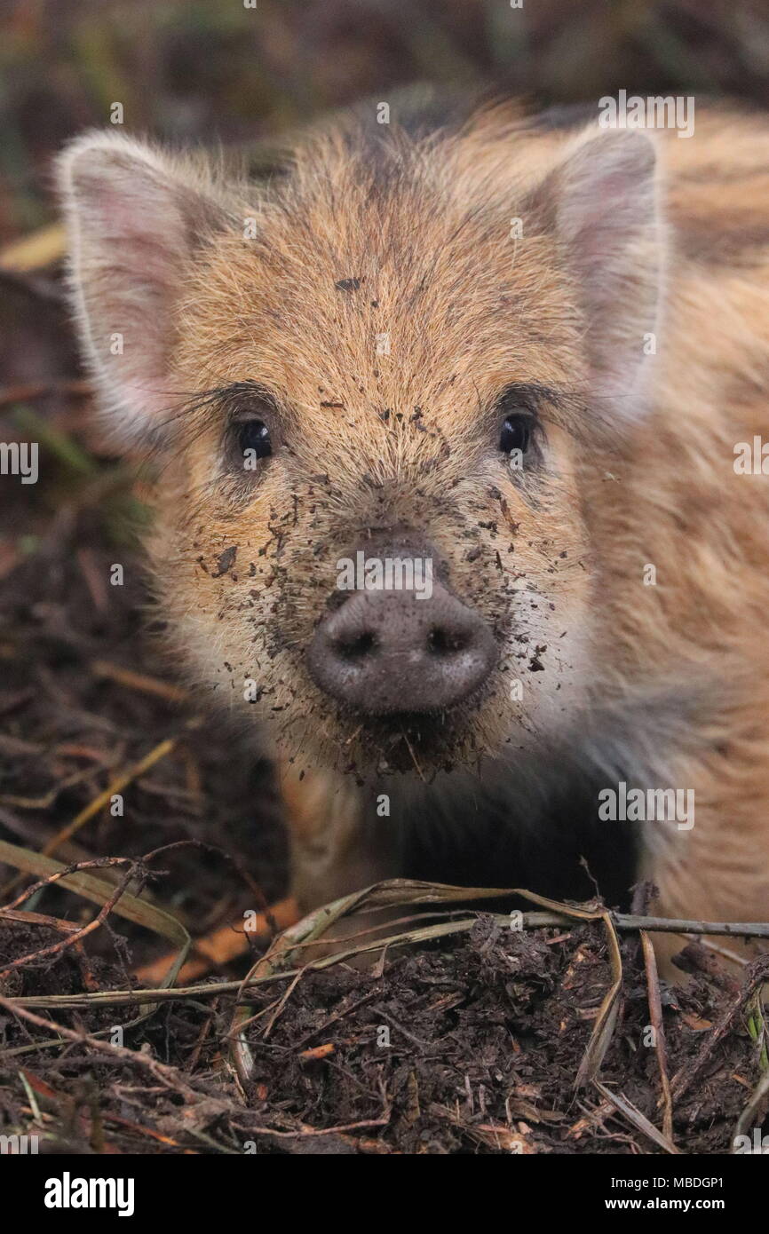 Wild Boar In Snow Baby High Resolution Stock Photography and Images - Alamy