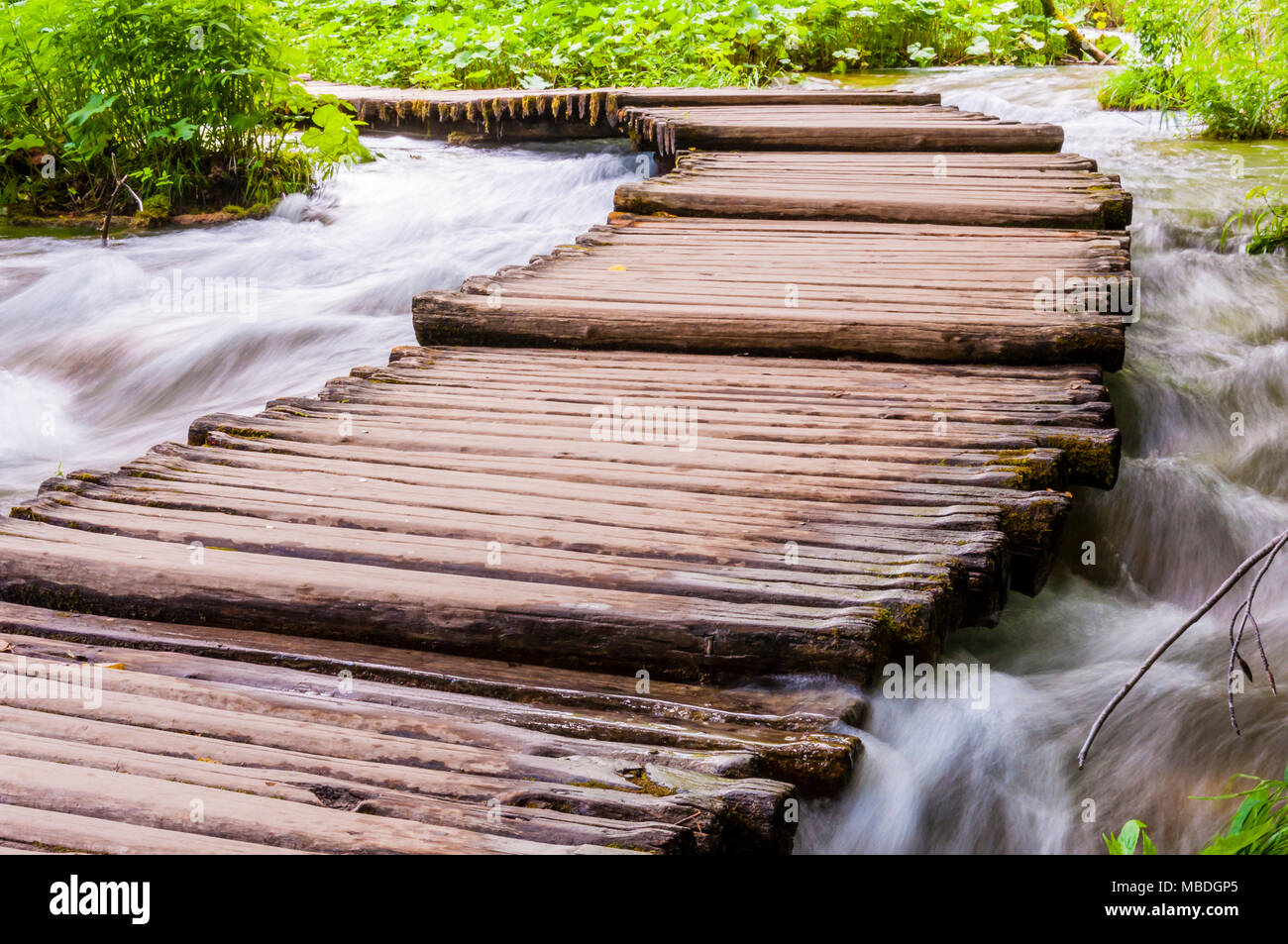 Elevated walkway through forest hi-res stock photography and images - Alamy