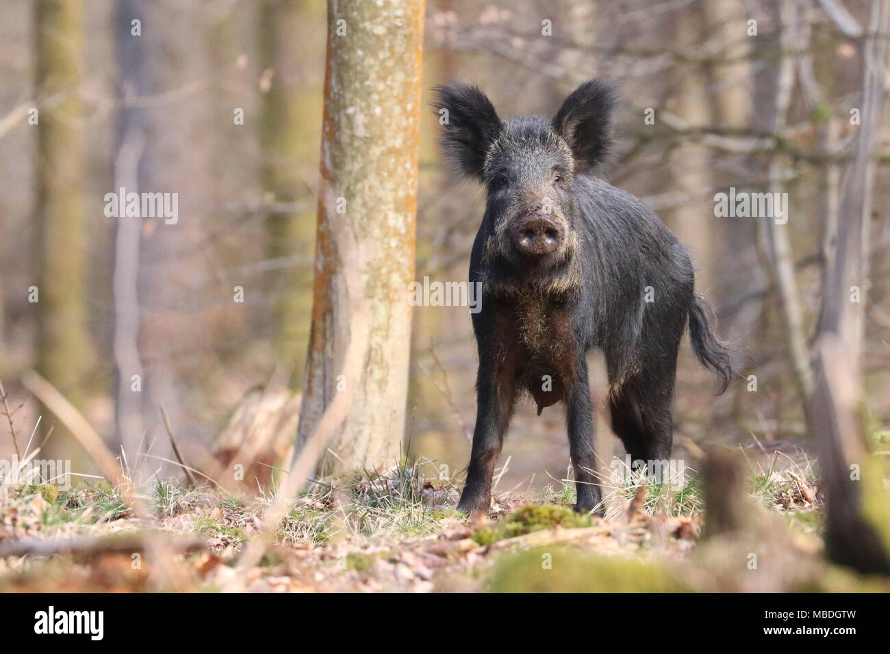 British wildlife uk forest animal pig hi-res stock photography and ...