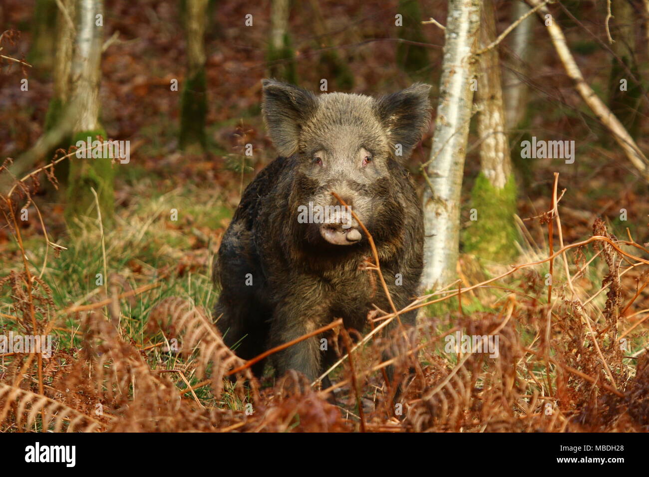 Male wild boar hi-res stock photography and images - Alamy