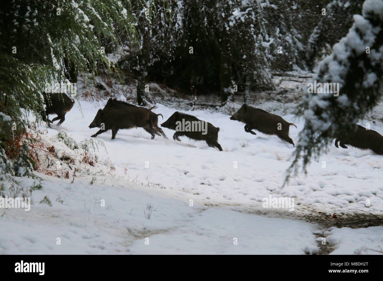 Running boar sounder hi-res stock photography and images - Alamy