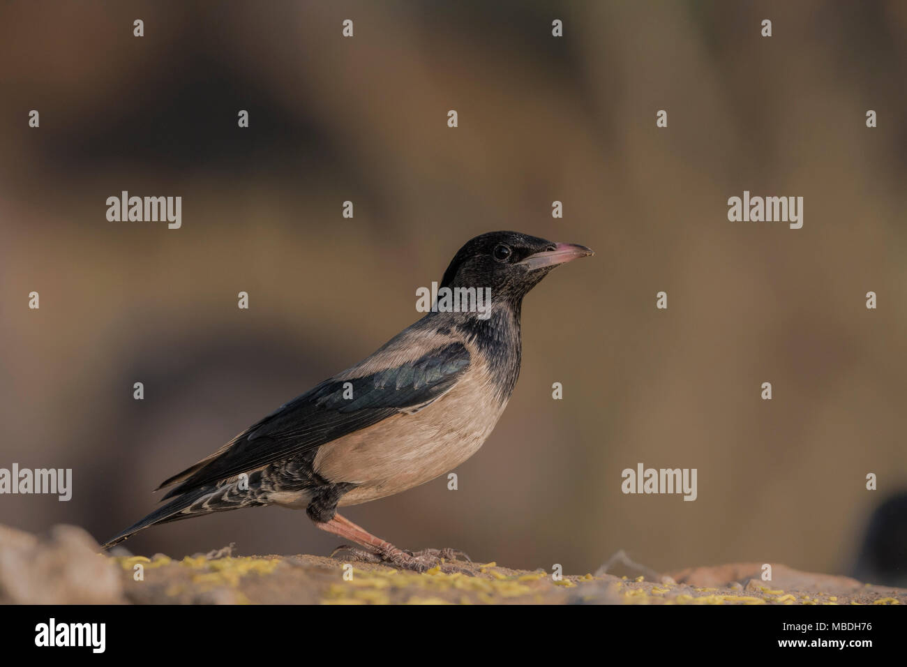 Male Rosy Starling (Pastor roseus Stock Photo - Alamy