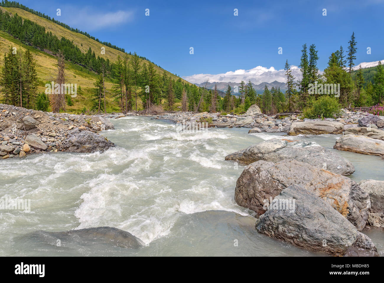 Fast forest hi-res stock photography and images - Alamy