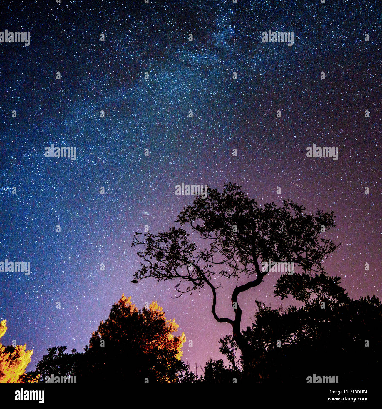 Night Sky Tree Stock Photo - Alamy