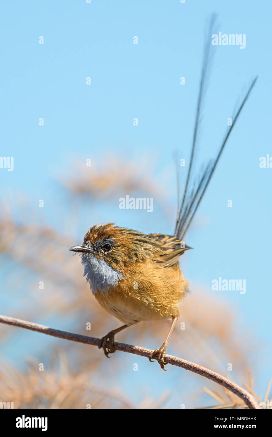 Southern Emu Wren Stock Photo - Alamy