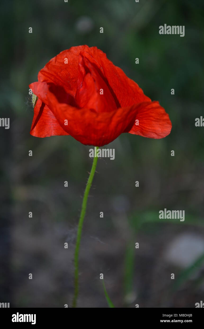 Poppy herb hi-res stock photography and images - Alamy