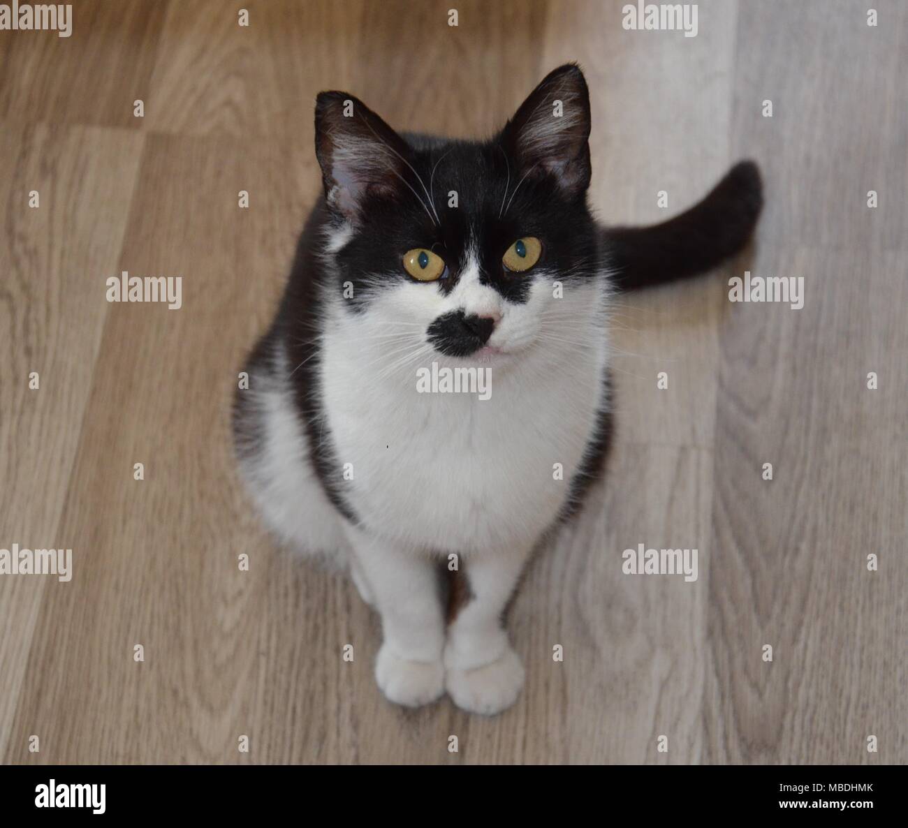 Domestic cat black and white spotted hi-res stock photography and ...