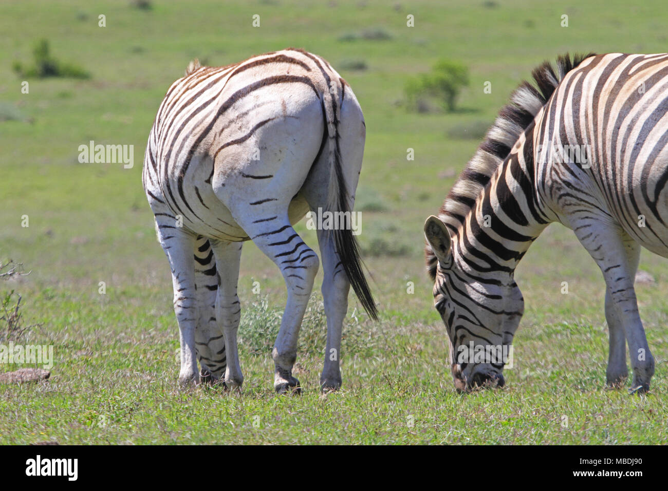 Zebra chewing grass hi-res stock photography and images - Alamy