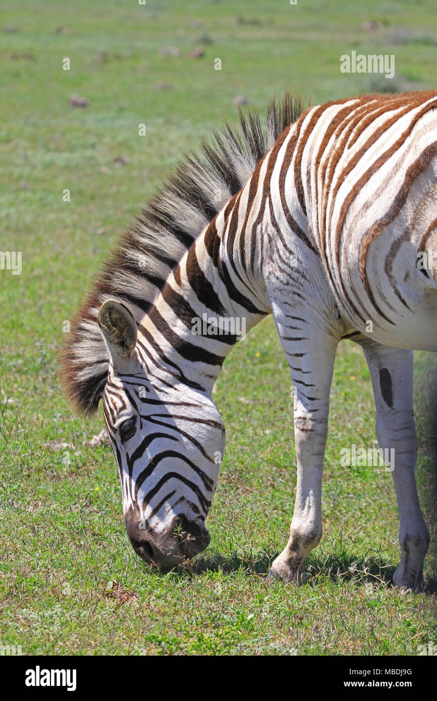 Zebra Galloping High Resolution Stock Photography and Images - Alamy
