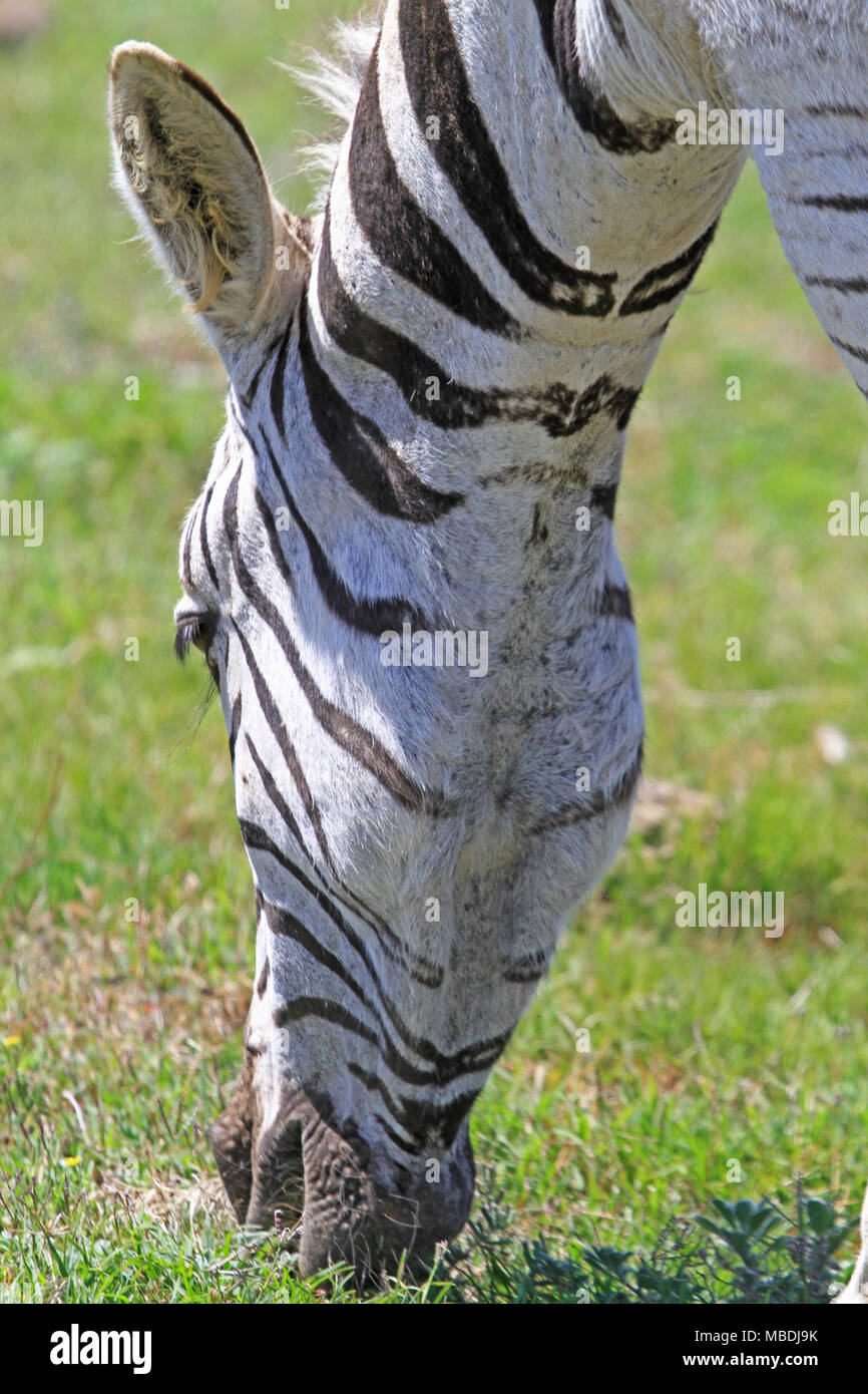 Zebra Galloping High Resolution Stock Photography and Images - Alamy