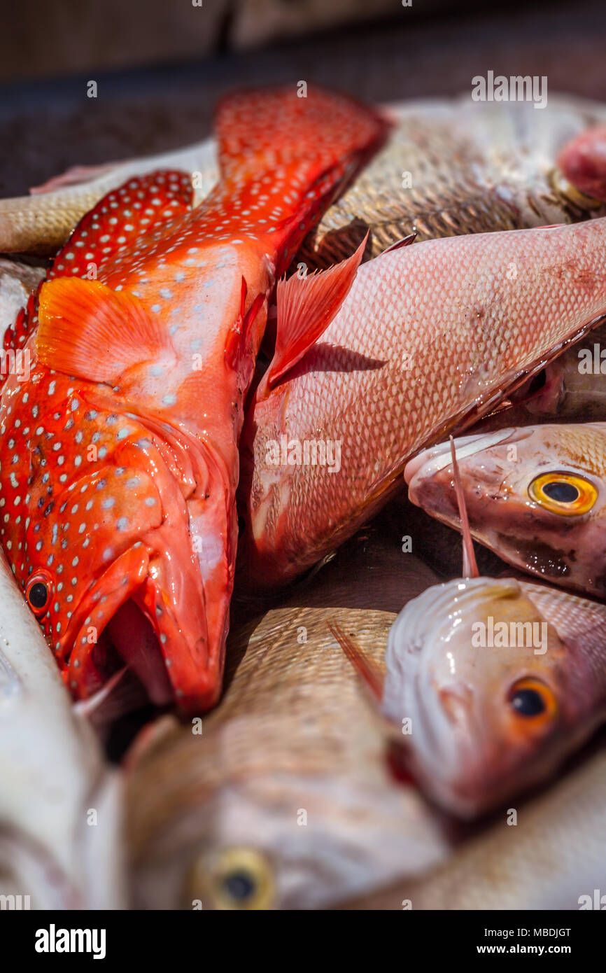 Heap of freshly caught fish Stock Photo - Alamy