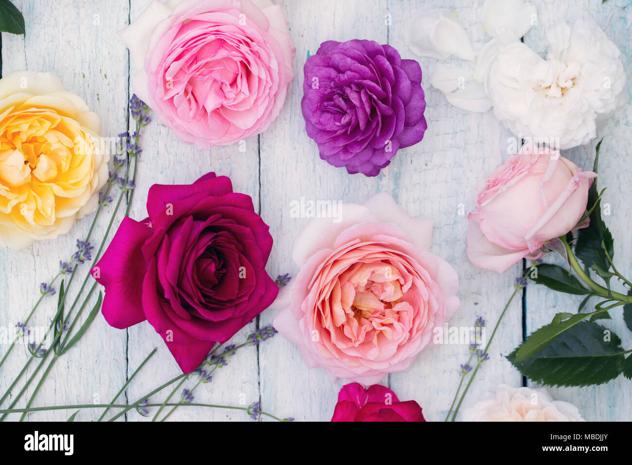 Collection of beautiful multi-colored roses, top view Stock Photo - Alamy
