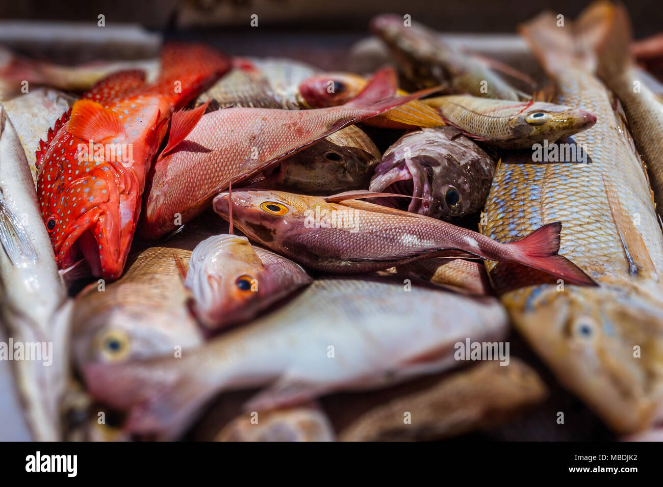 Heap of freshly caught fish Stock Photo - Alamy