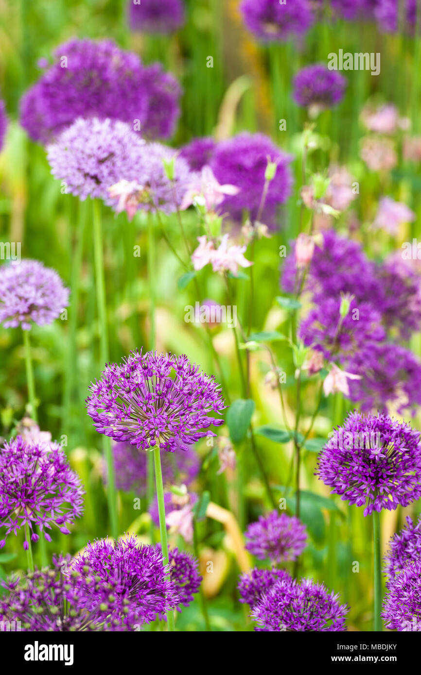 Giant Alliums in natural planting Stock Photo - Alamy
