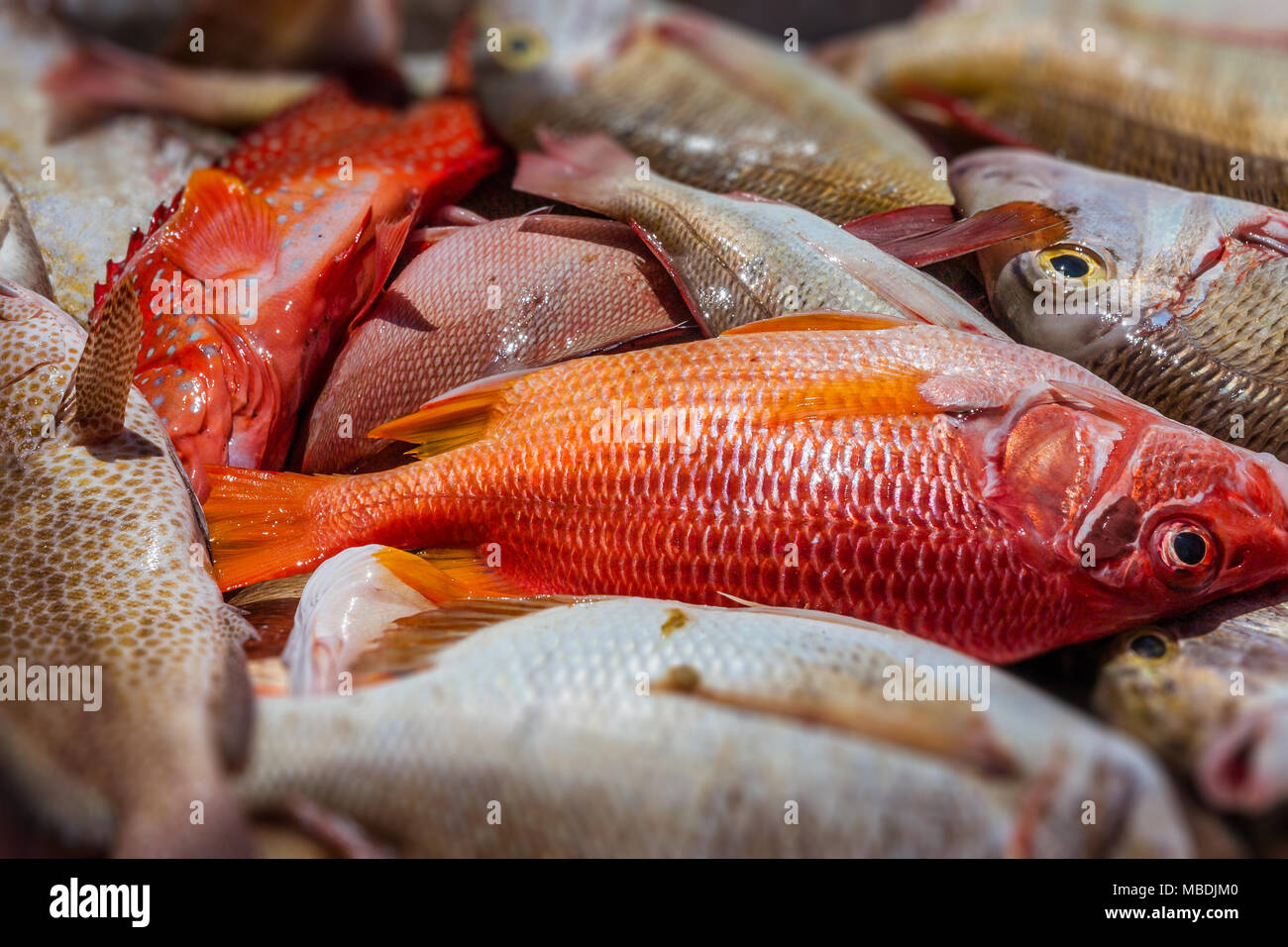 Heap of freshly caught fish Stock Photo - Alamy
