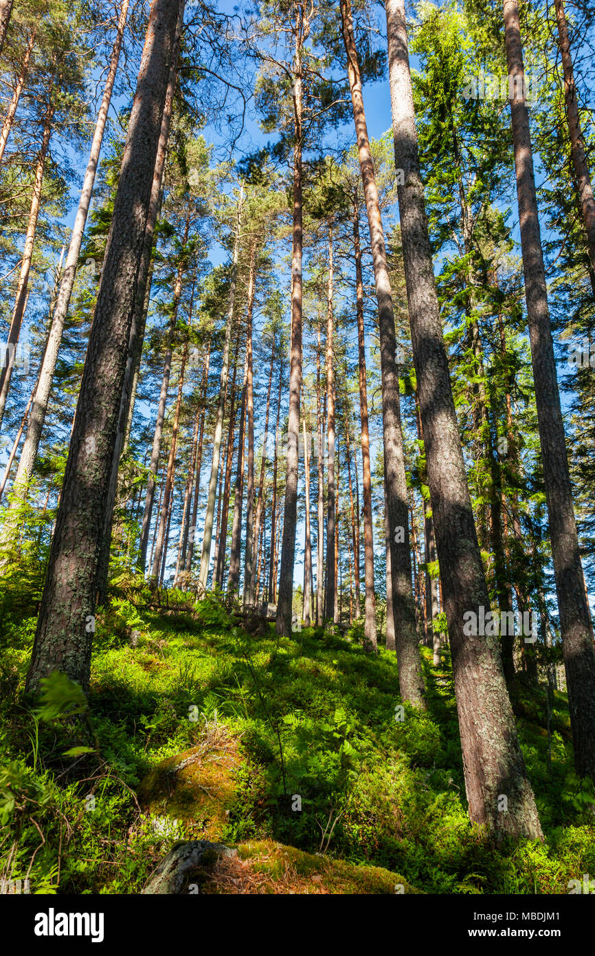 Stilleben sweden hi-res stock photography and images - Alamy