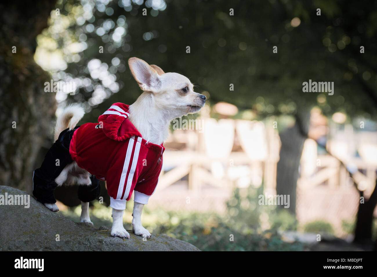 A dog in a tracksuit on a walk Stock Photo - Alamy