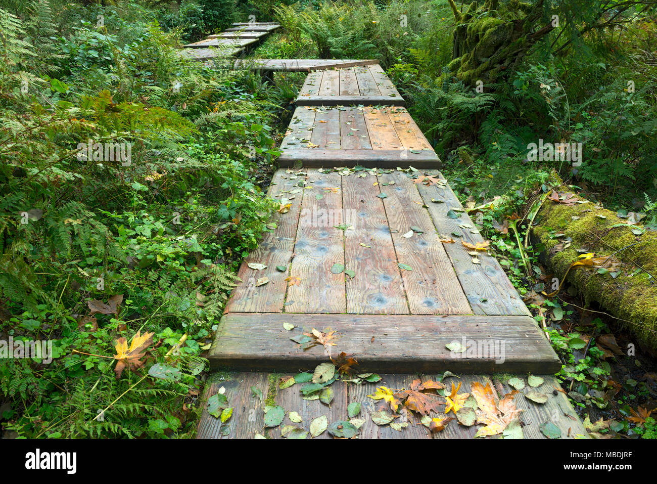 Elevated walkway through forest hi-res stock photography and images - Alamy