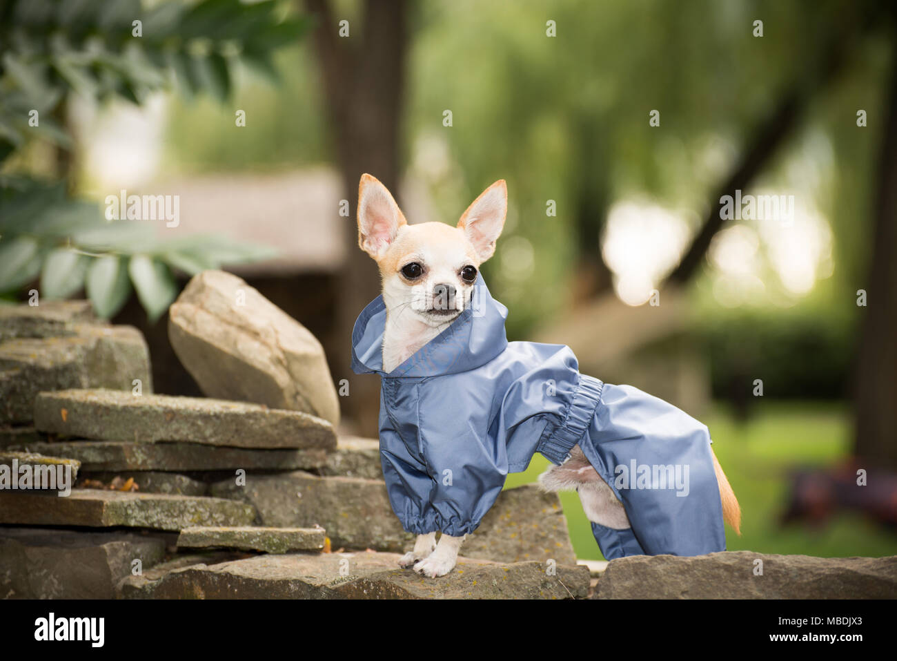 Little dog in clothes for a walk Stock Photo - Alamy