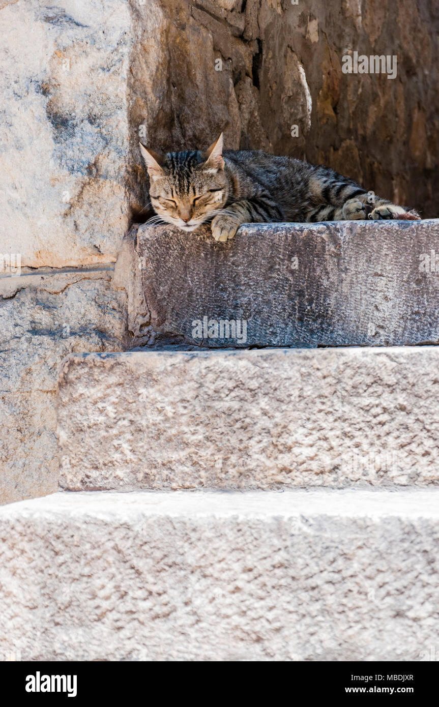 Cat Laying Down Stock Photos & Cat Laying Down Stock Images - Alamy