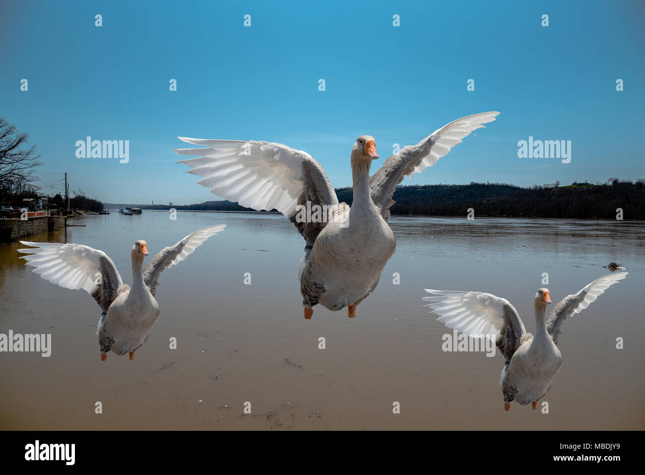 Geese Flapping Wings Stock Photos & Geese Flapping Wings Stock Images ...