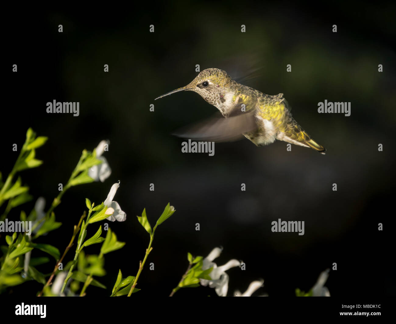 A female Anna's Hummingbird hovering in the garden at Government House ...