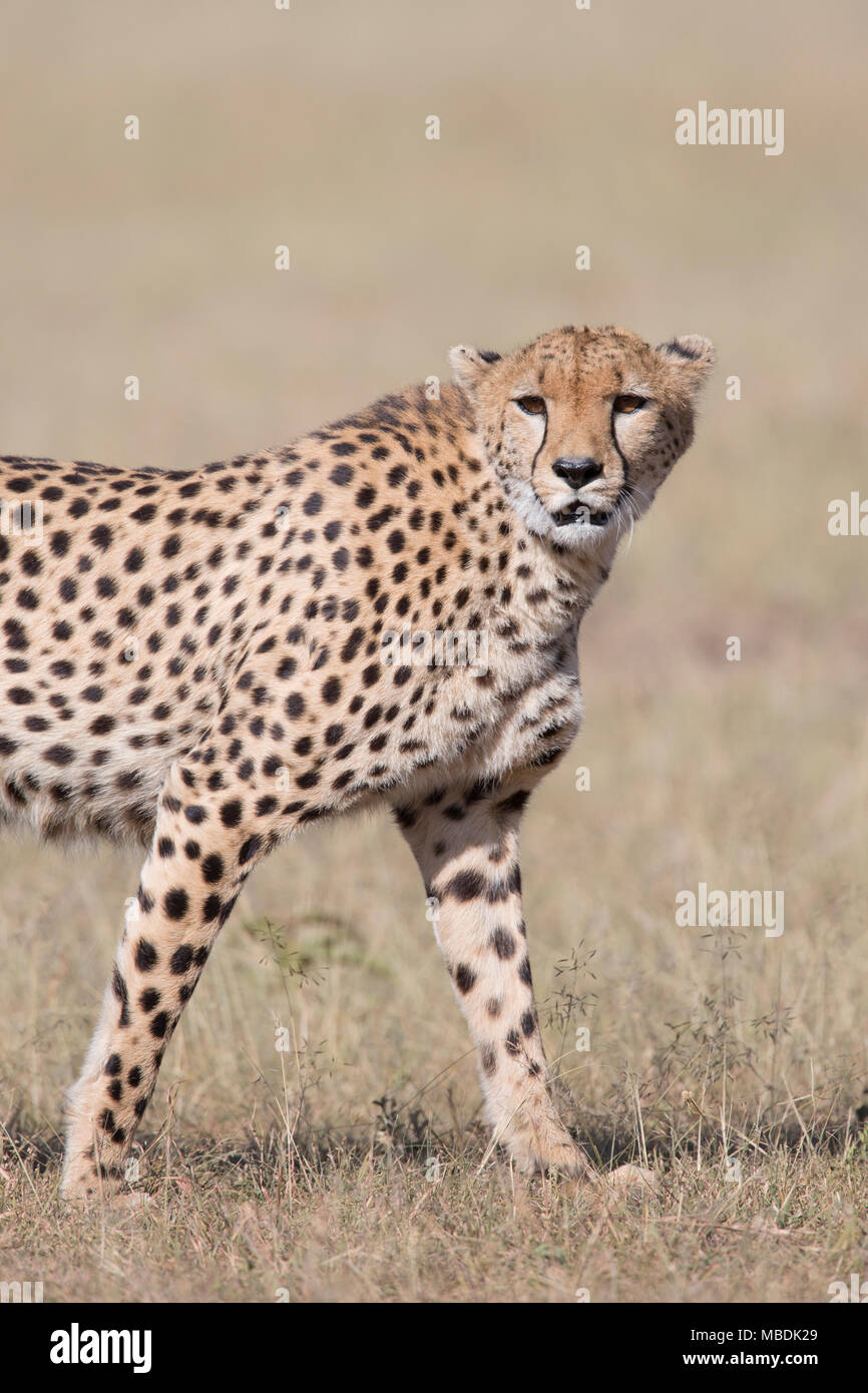 Adult male cheetah, Acinonyx jubatus, portrait staring towards the ...