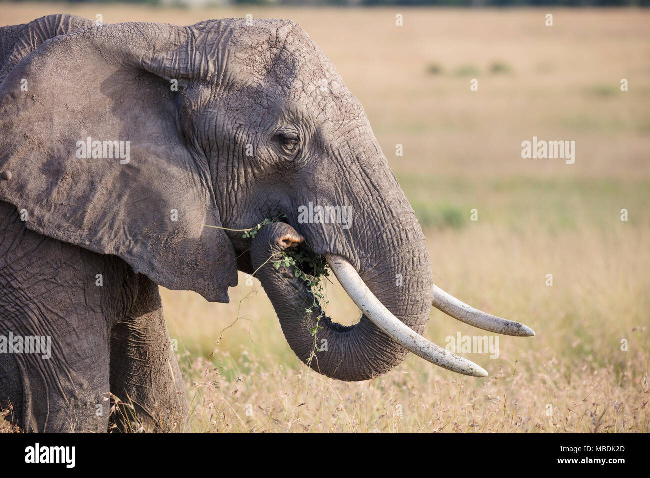 African Elephant Food