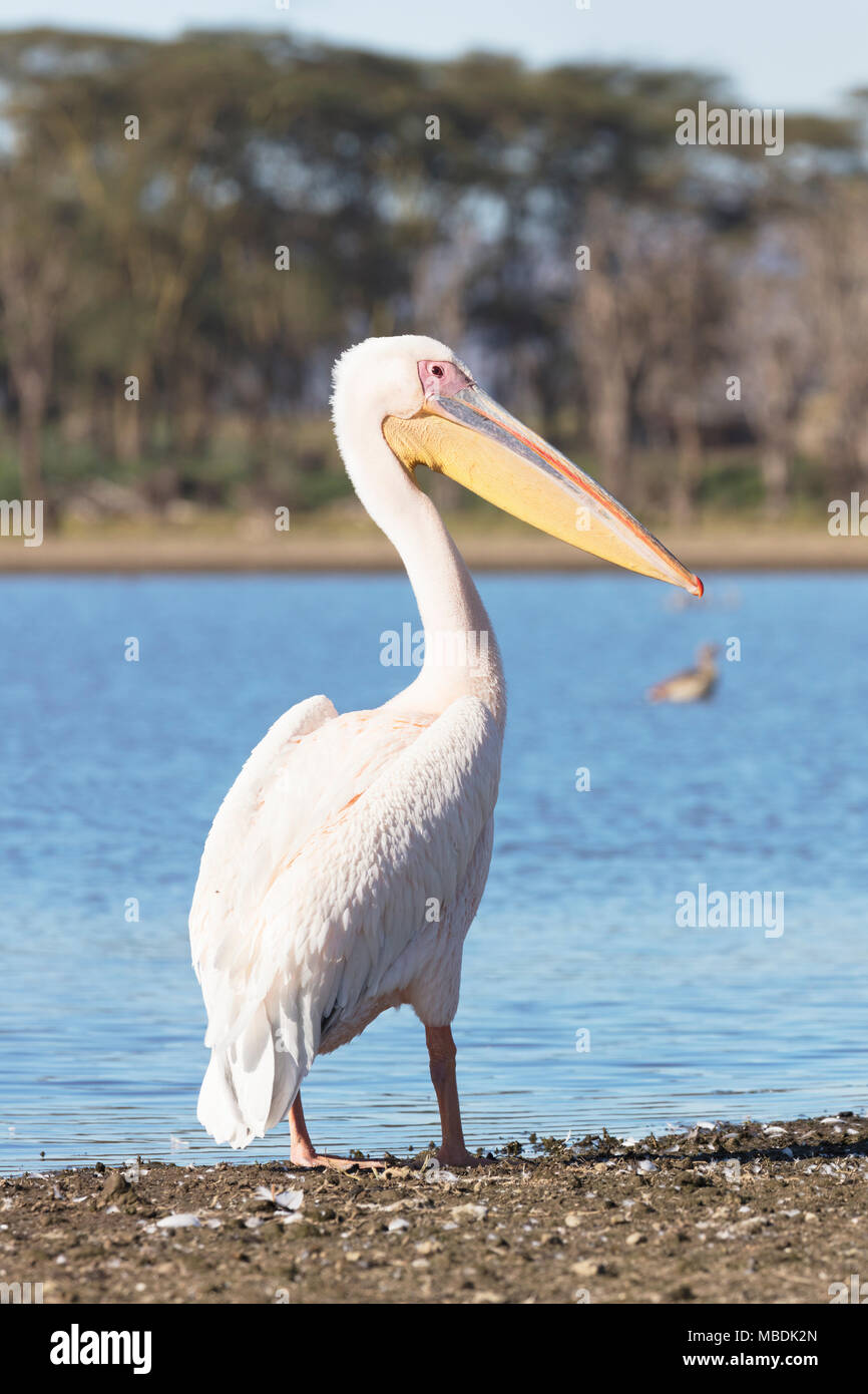 Great White Pelican, Pelecanus onocrotalus, standing on shore of Lake ...