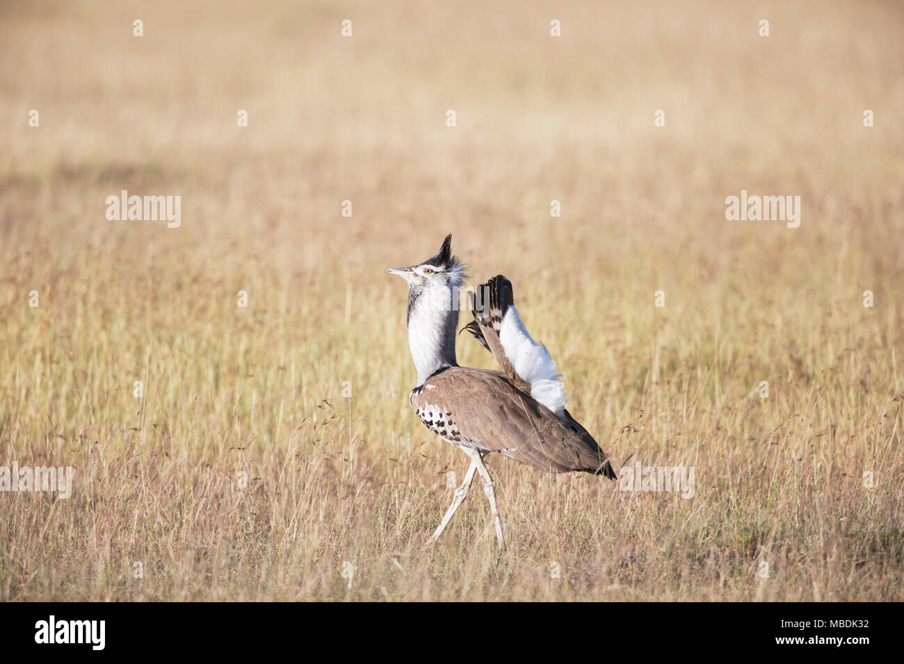 African kori bustard bird hi-res stock photography and images - Alamy