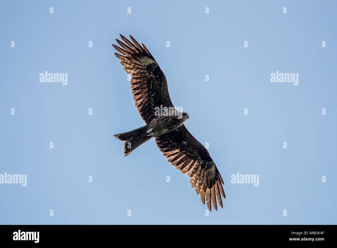 Blue bird kite hi-res stock photography and images - Alamy