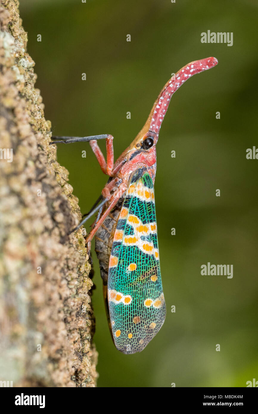 Pyrops candelaria hi-res stock photography and images - Alamy