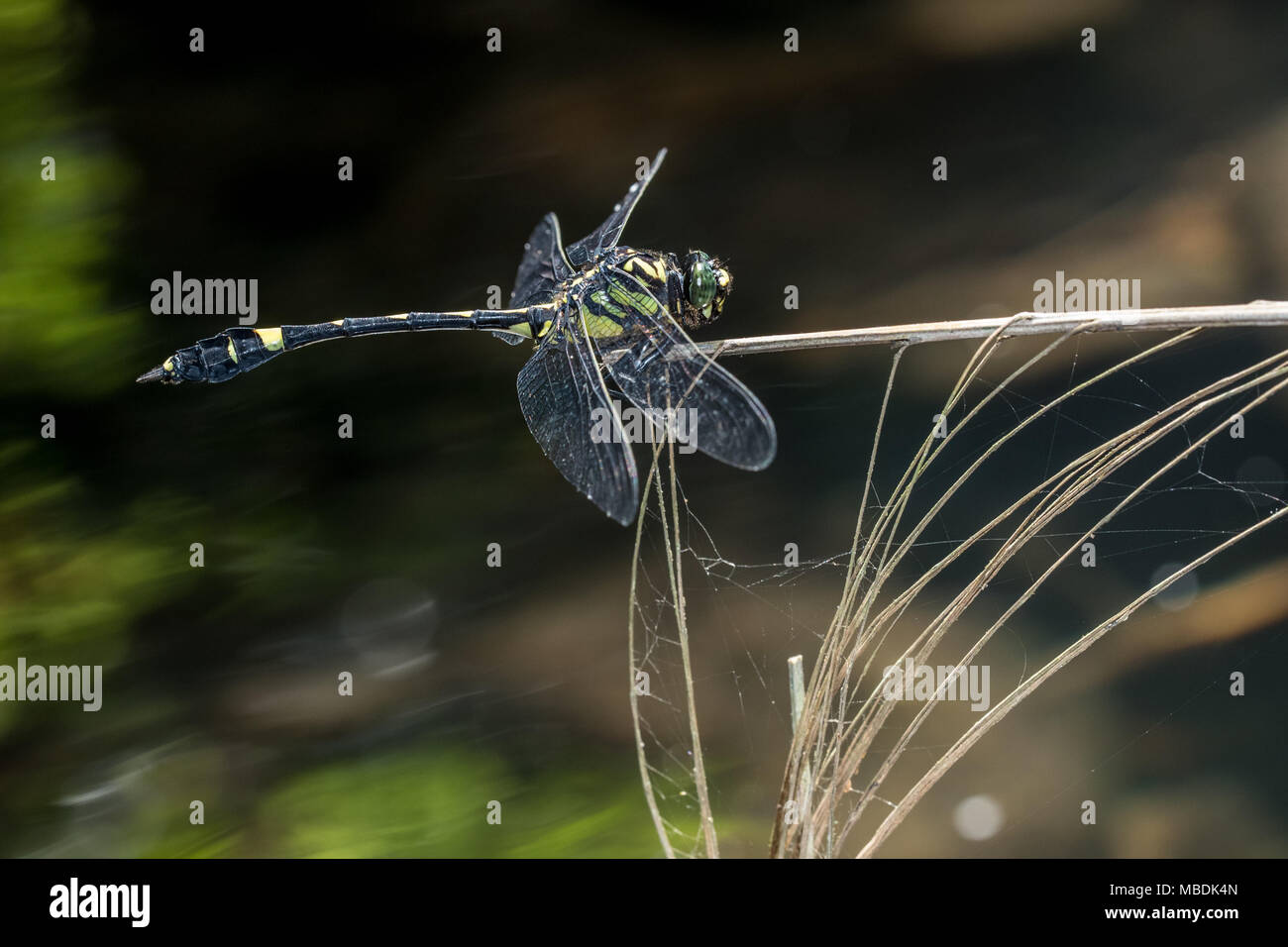 Endangered dragonfly - Chinese Tiger (Gomphidia kelloggi Stock Photo ...