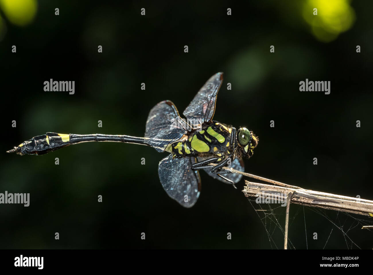 Endangered dragonfly - Chinese Tiger (Gomphidia kelloggi Stock Photo ...