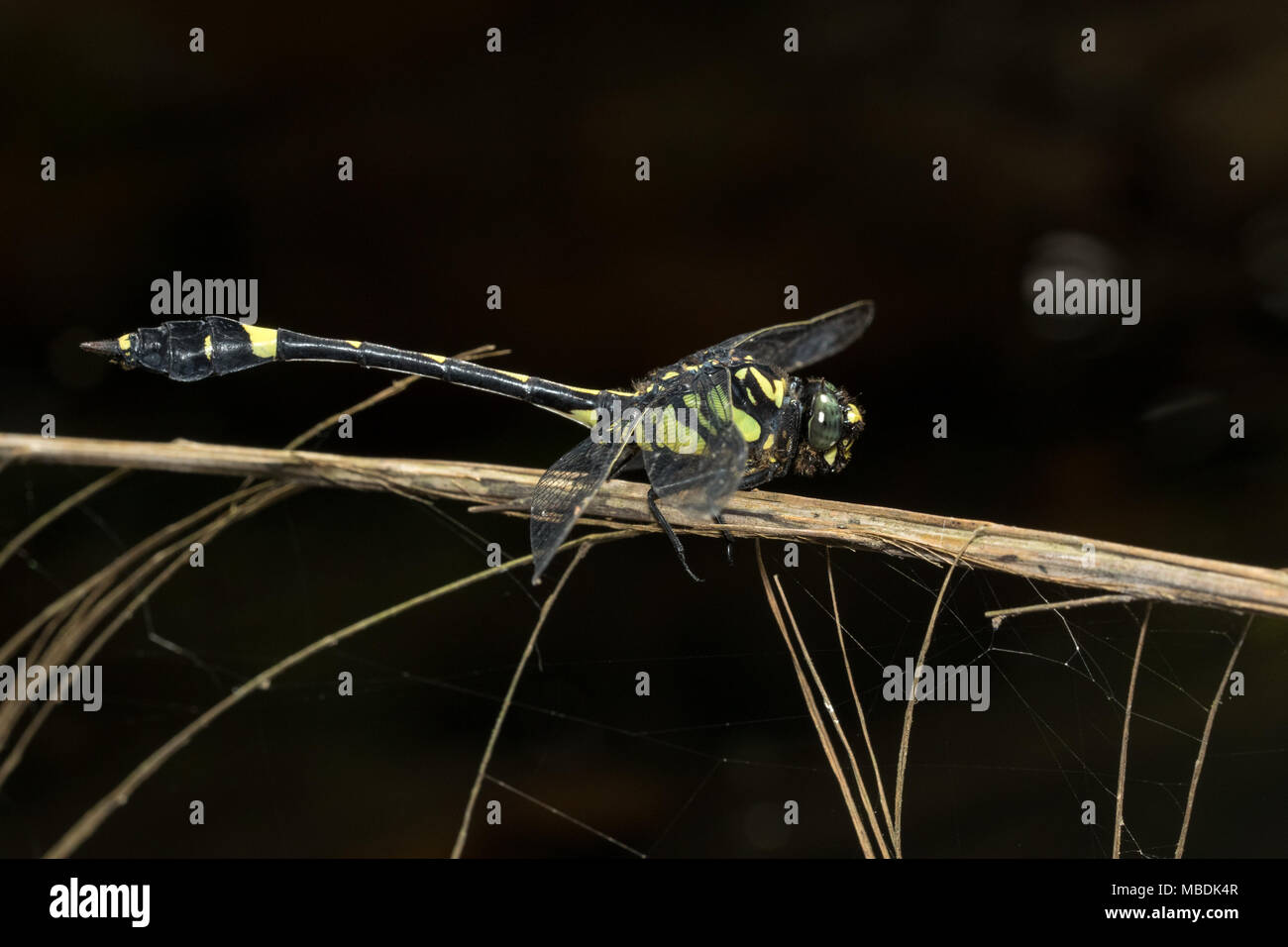Endangered dragonfly - Chinese Tiger (Gomphidia kelloggi Stock Photo ...