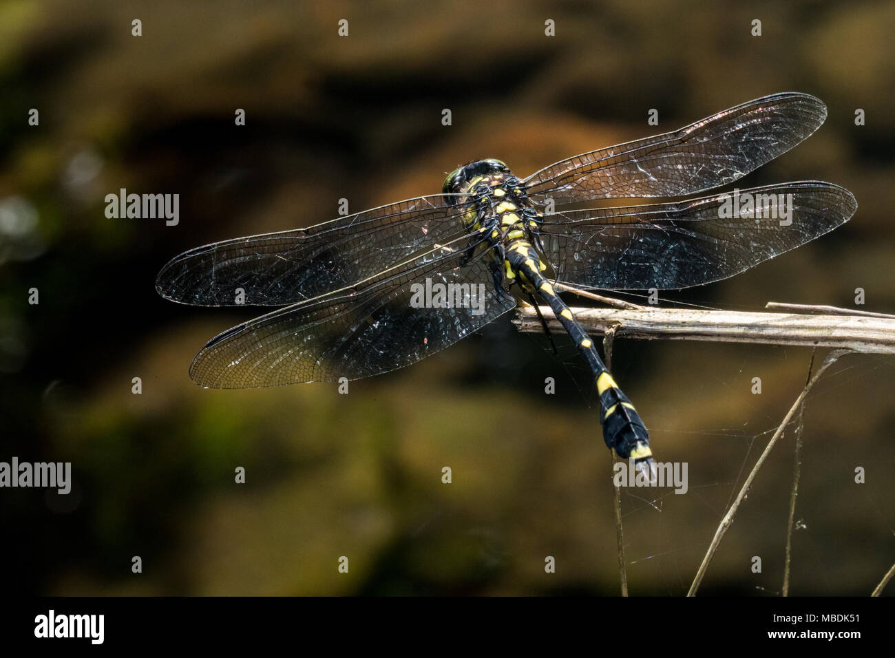 Endangered dragonfly - Chinese Tiger (Gomphidia kelloggi Stock Photo ...