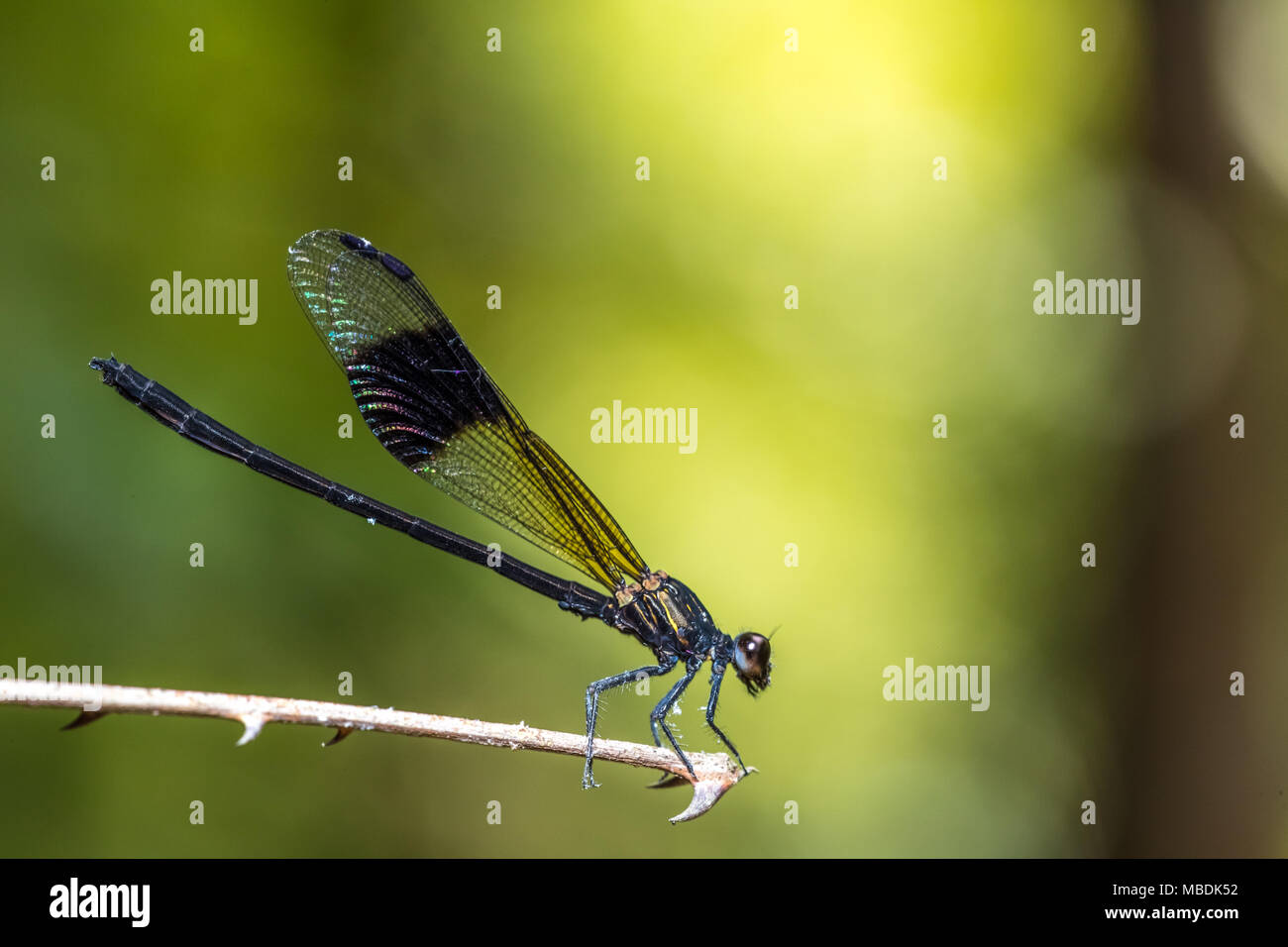 Euphaea decorata hi-res stock photography and images - Alamy