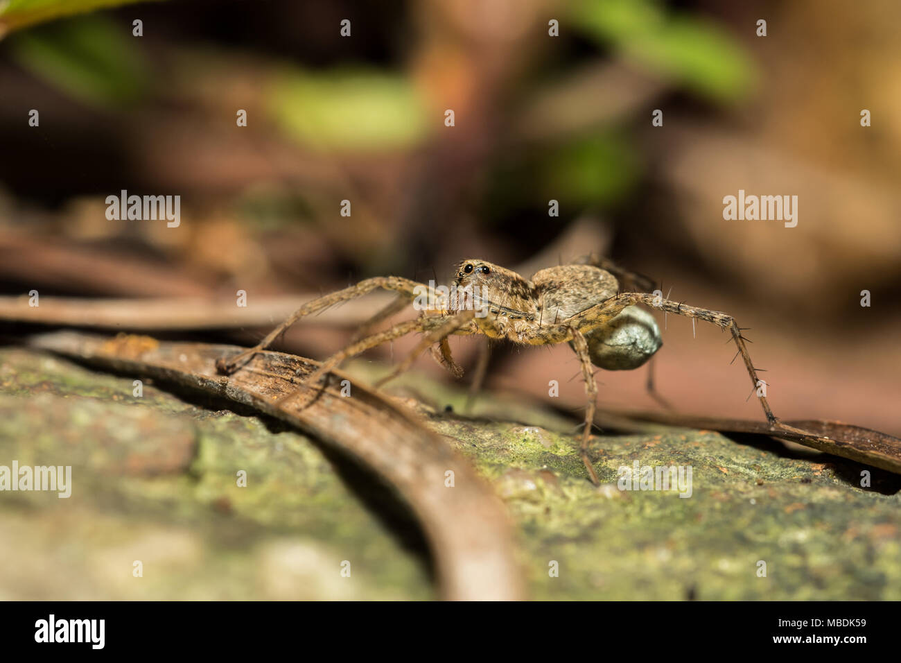 Pond wolf spider (Pardosa pseudoannulata Stock Photo - Alamy