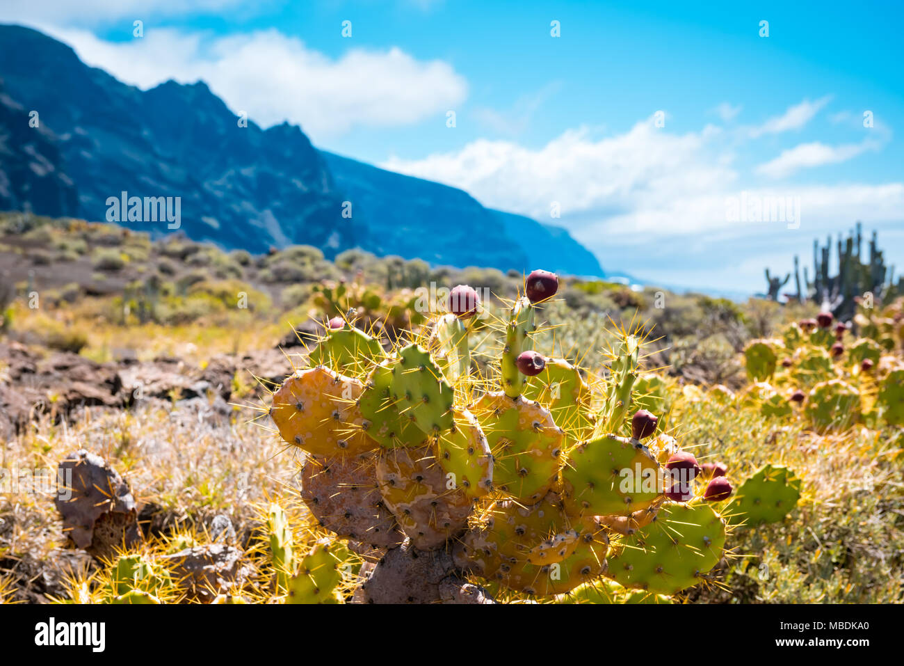Cactus desert hi-res stock photography and images - Alamy