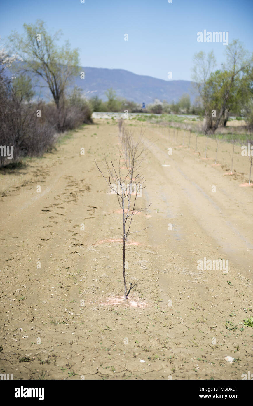 fertilization of a fresh planted young fruit tree,image Stock Photo - Alamy