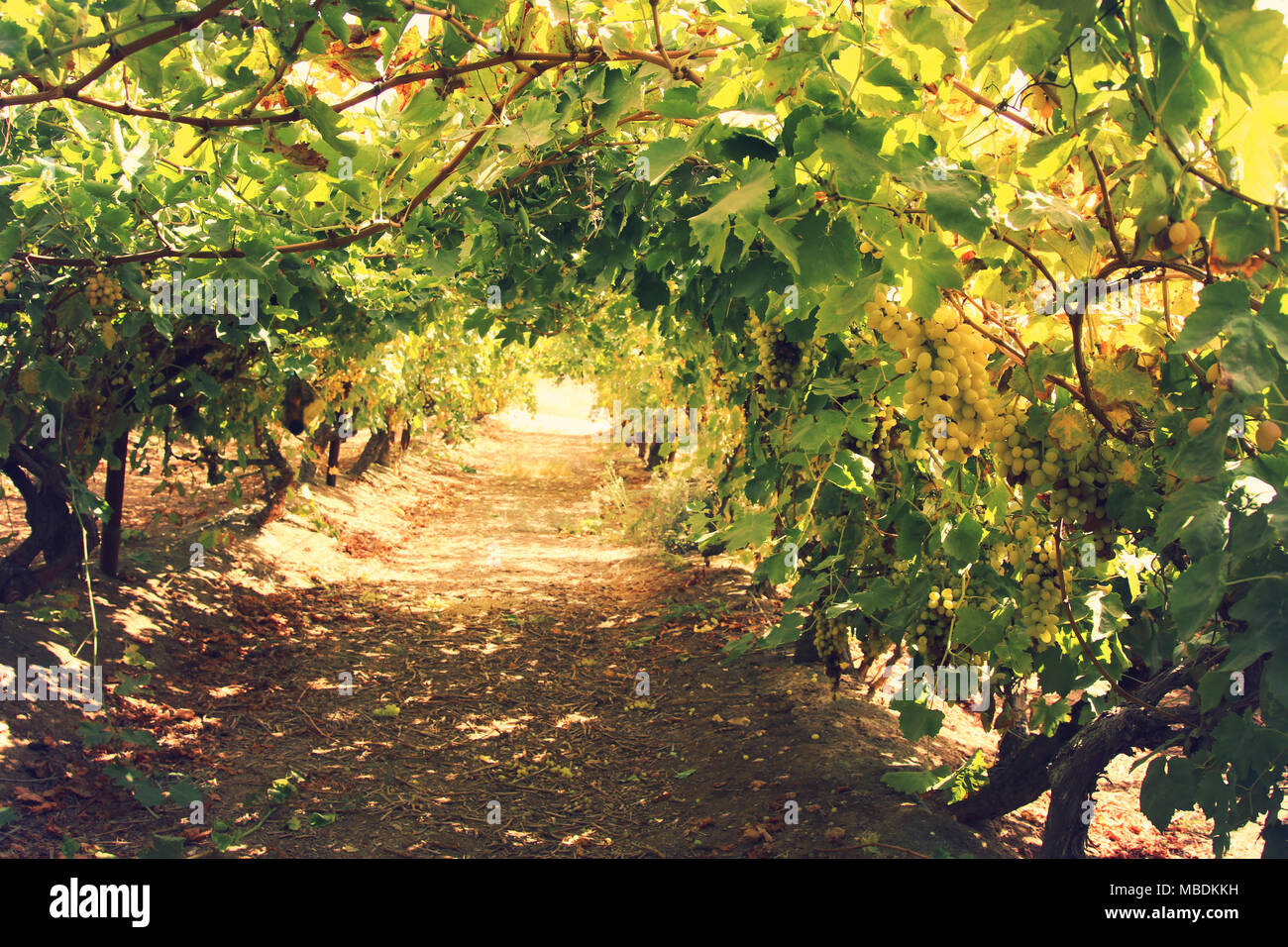 Vineyard landscape with ripe grapes at sun light Stock Photo - Alamy