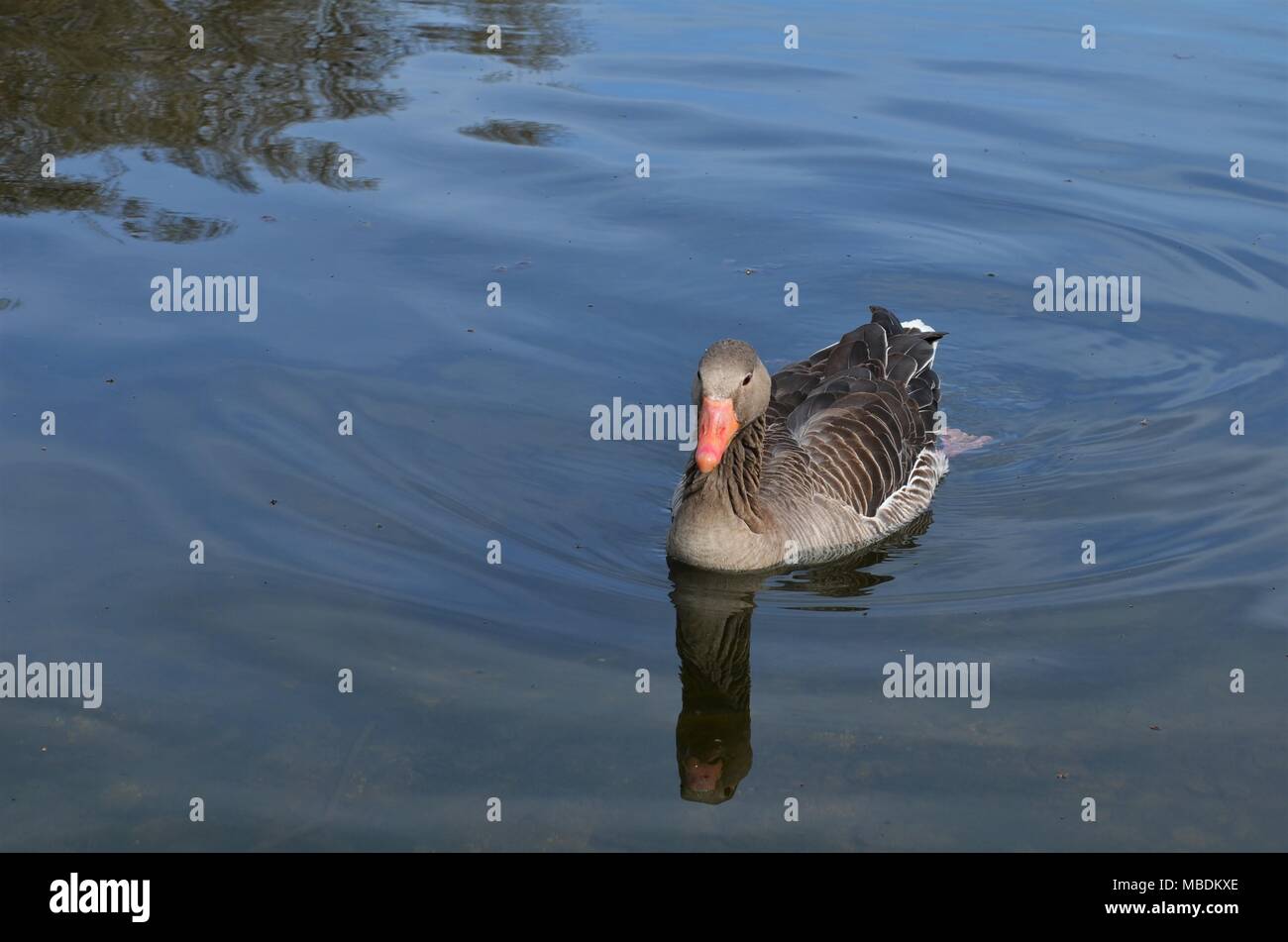 Gooses swimming in water hi-res stock photography and images - Alamy