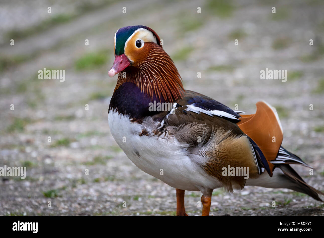 Asian duck species hi-res stock photography and images - Alamy