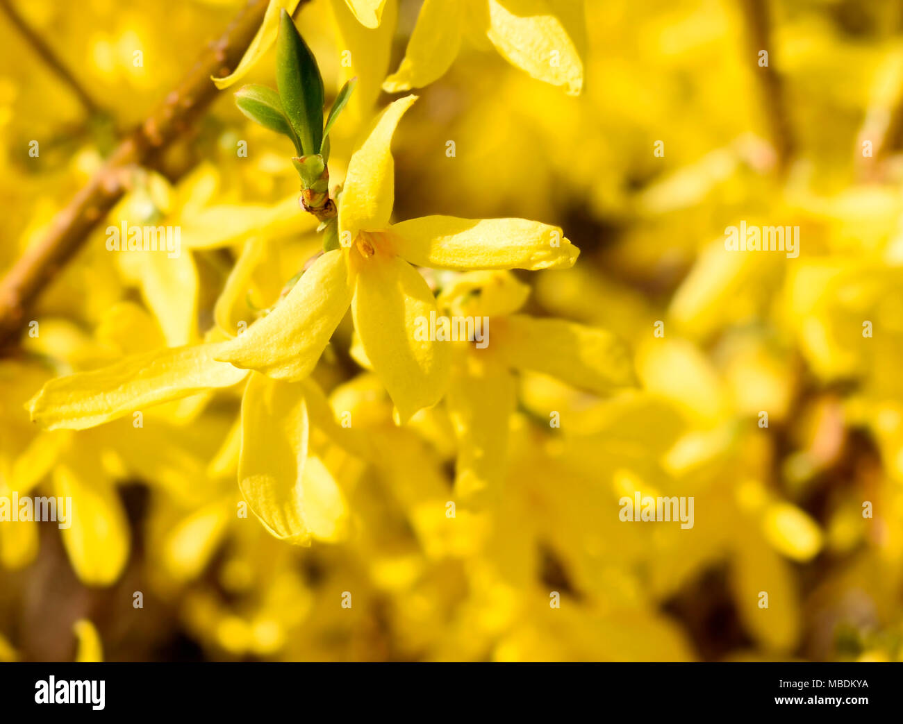 Forsythia bush hi-res stock photography and images - Alamy