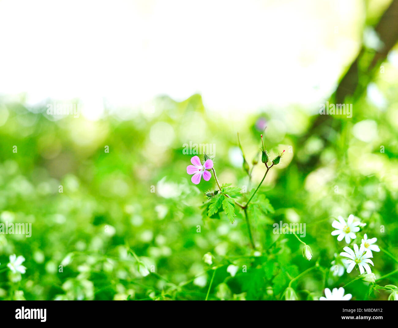 Pink flowers meadow background hi-res stock photography and images - Alamy
