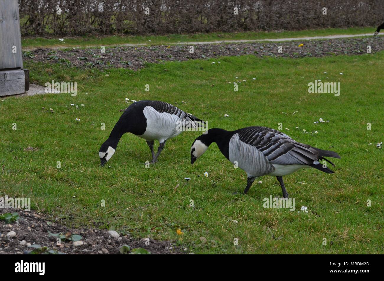 White cheek goose hi-res stock photography and images - Alamy