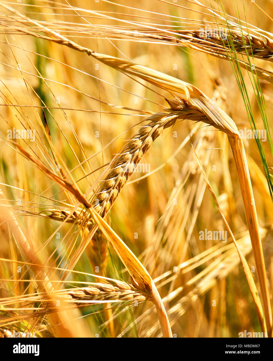 Ripe barley in the sun, close-up. Ears of barley or wheat, golden ears ...