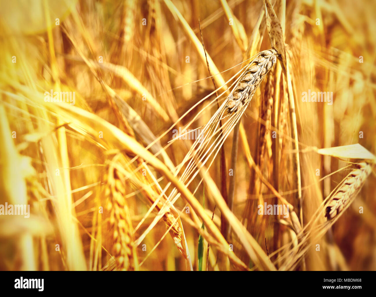 Ripe barley in the sun, close-up. Ears of barley or wheat, golden ears ...