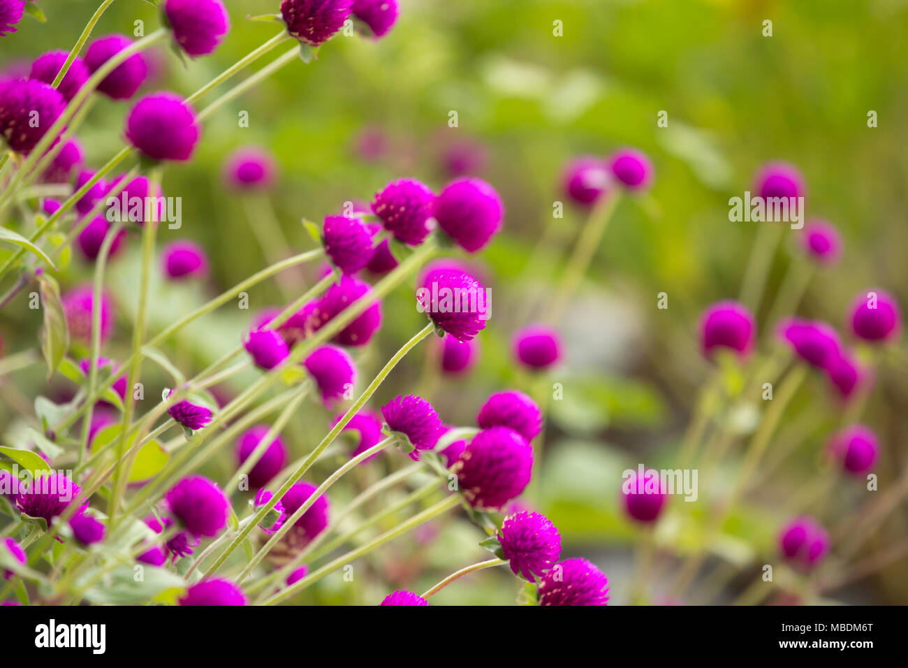 Amaranth flower hi-res stock photography and images - Alamy